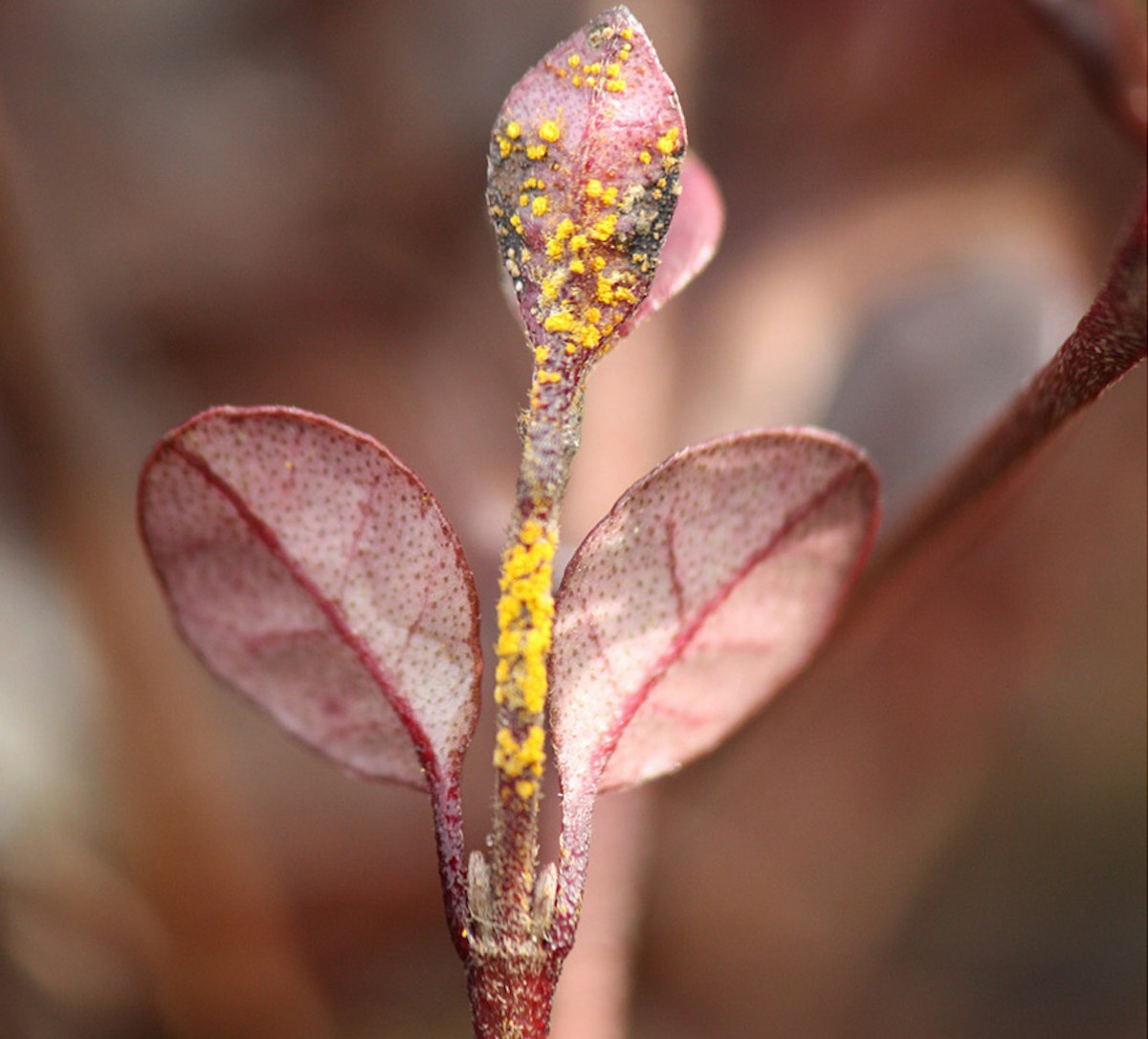 Detecting myrtle rust in New Zealand — Science Learning Hub