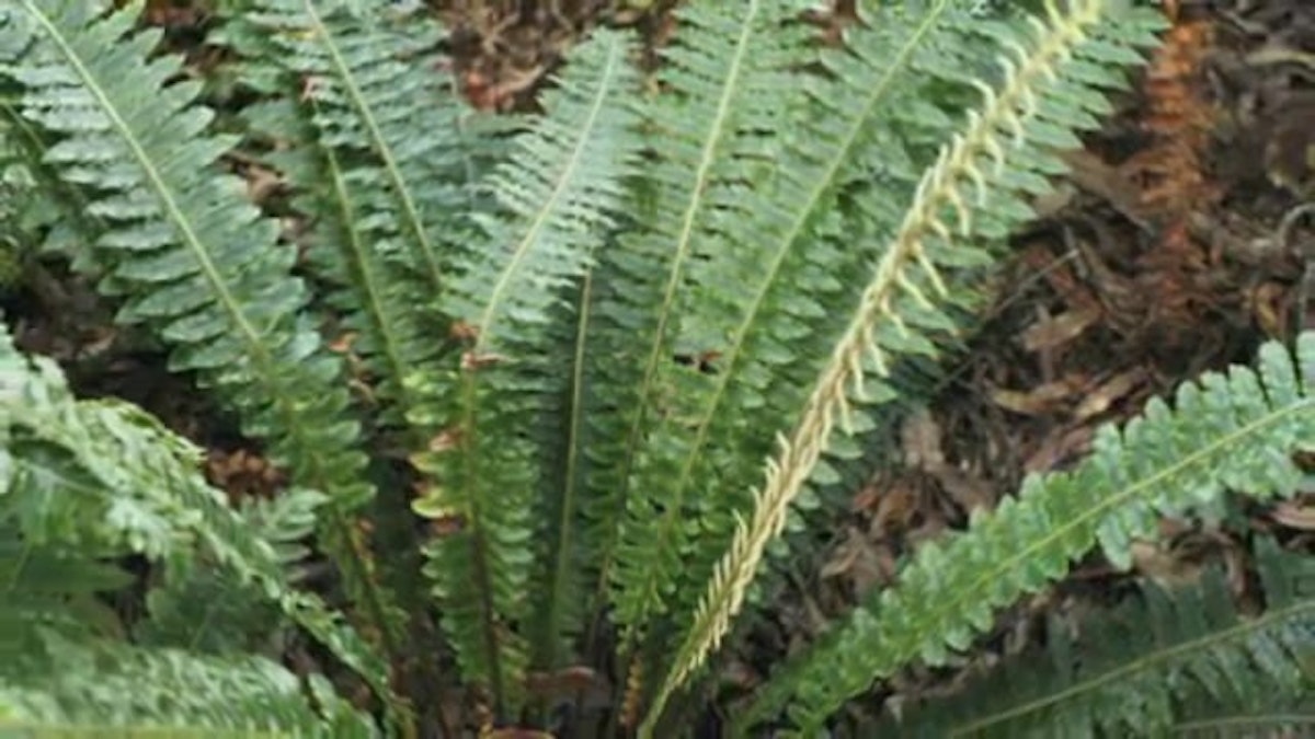 Parts of a fern — Science Learning Hub