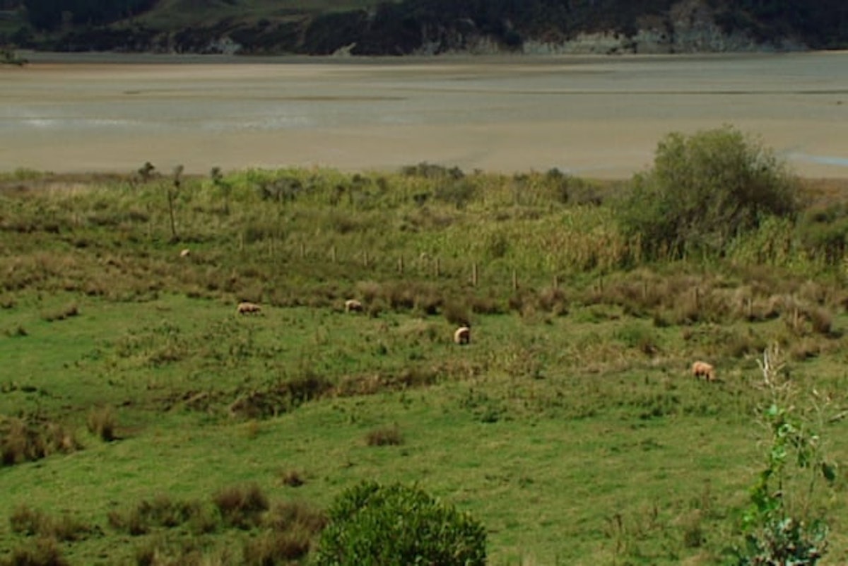 Estuaries in New Zealand — Science Learning Hub