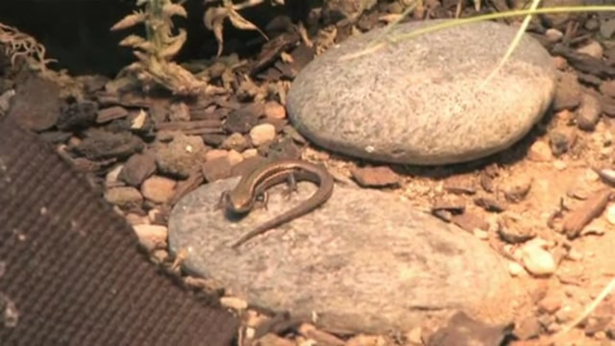 Fat skink, thin skink — Science Learning Hub