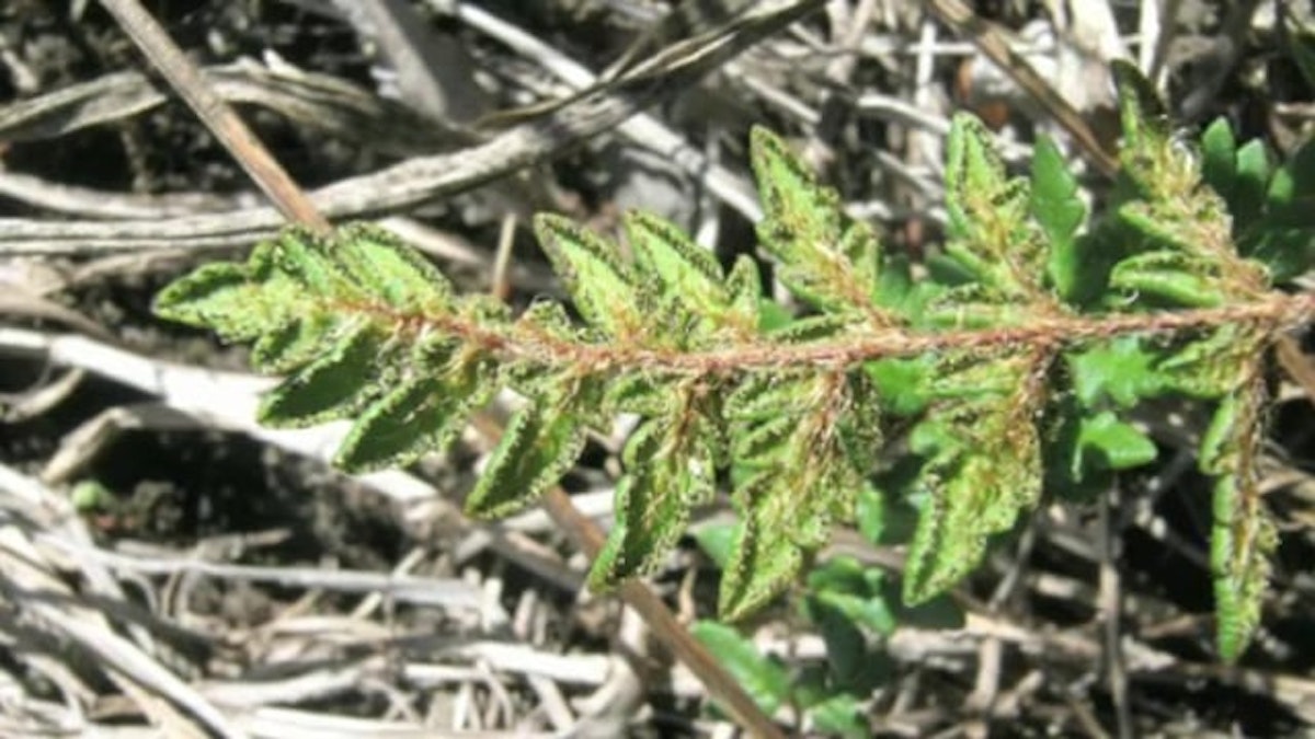 Fern adaptations — Science Learning Hub