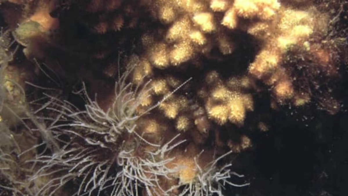 Bryozoans’ role in the ecosystem — Science Learning Hub