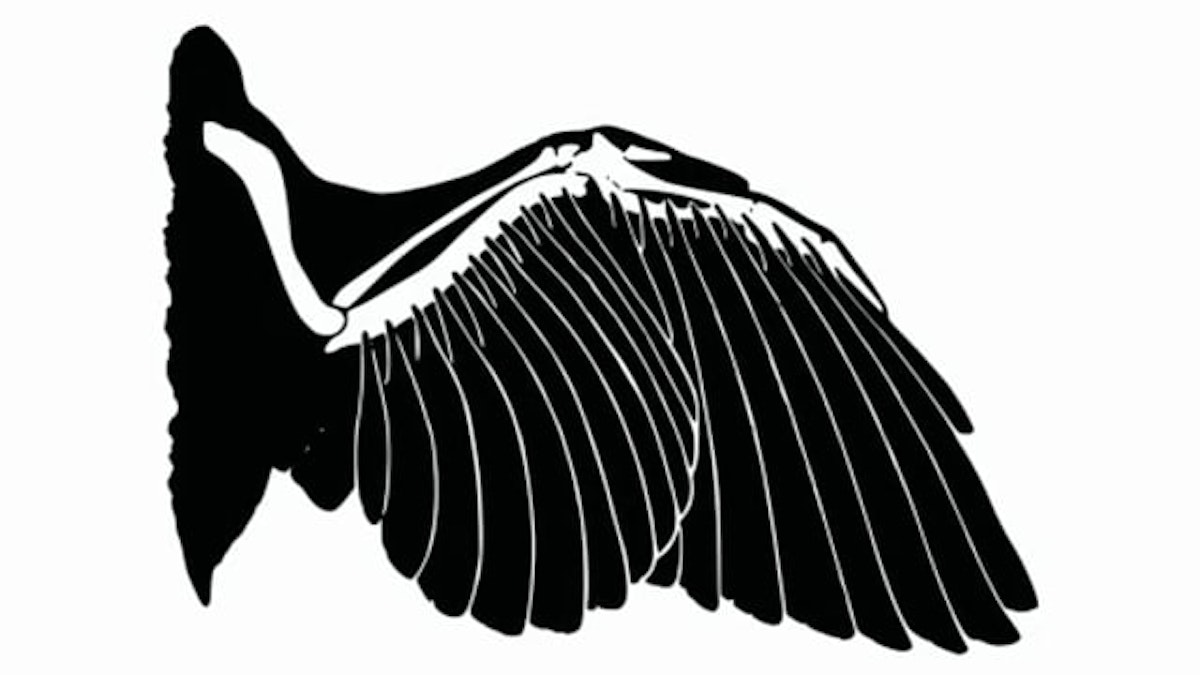 Wings with feathers — Science Learning Hub