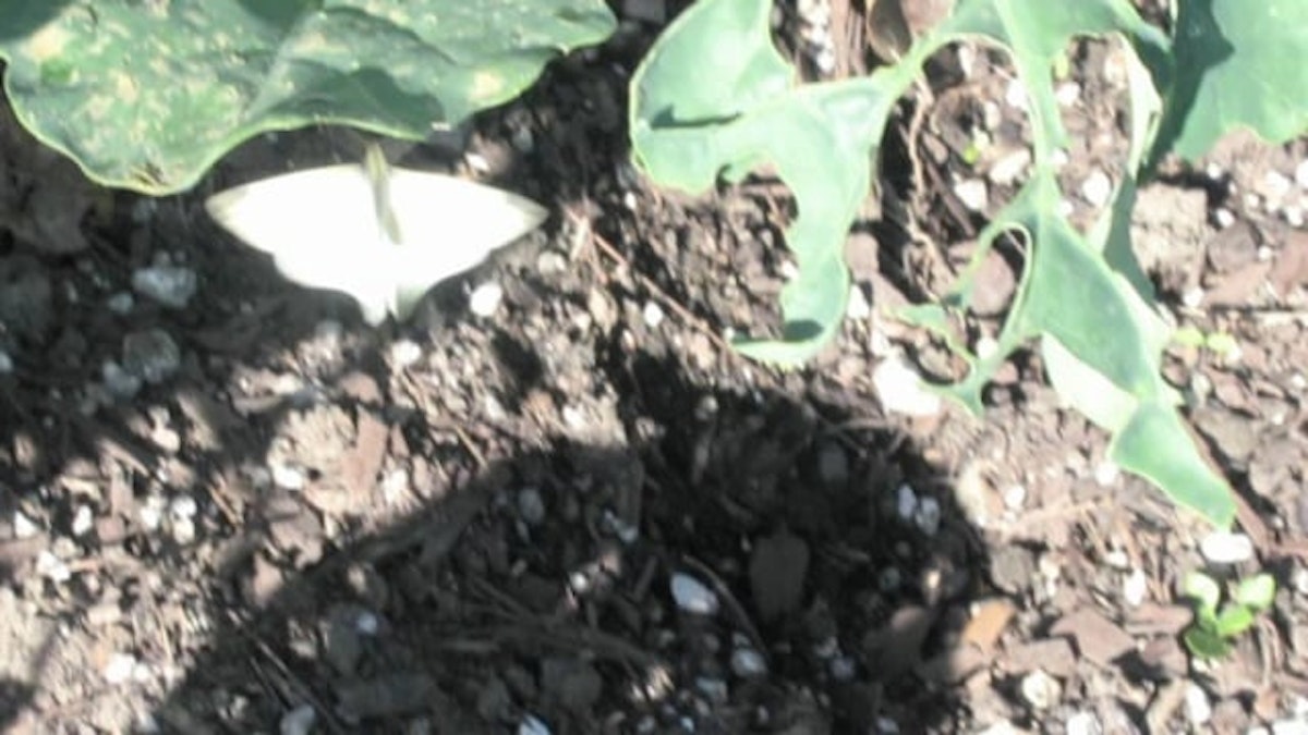 Rearing moths — Science Learning Hub