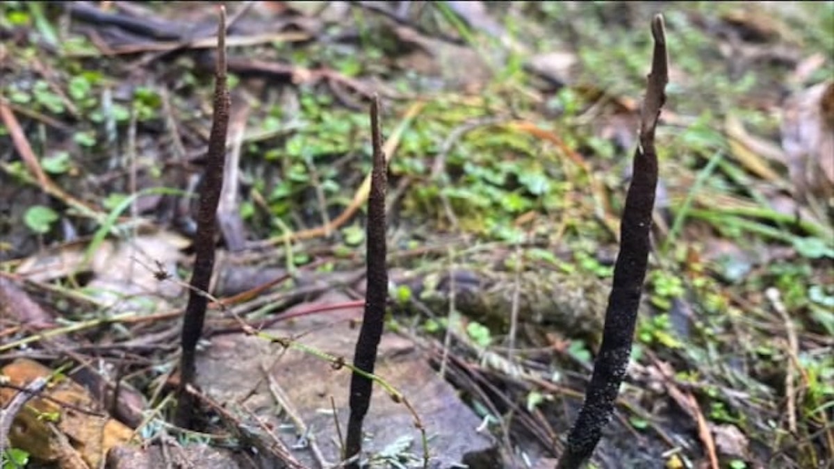 Vegetable caterpillar fungi — Science Learning Hub