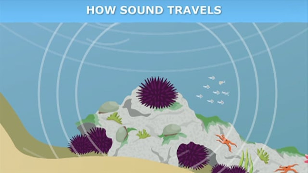 How sound travels under water — Science Learning Hub
