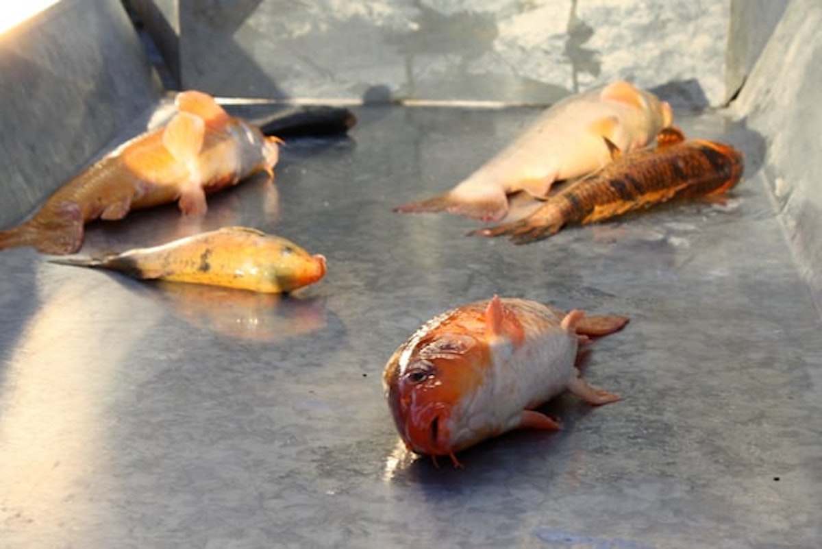 Koi carp – a pest fish — Science Learning Hub