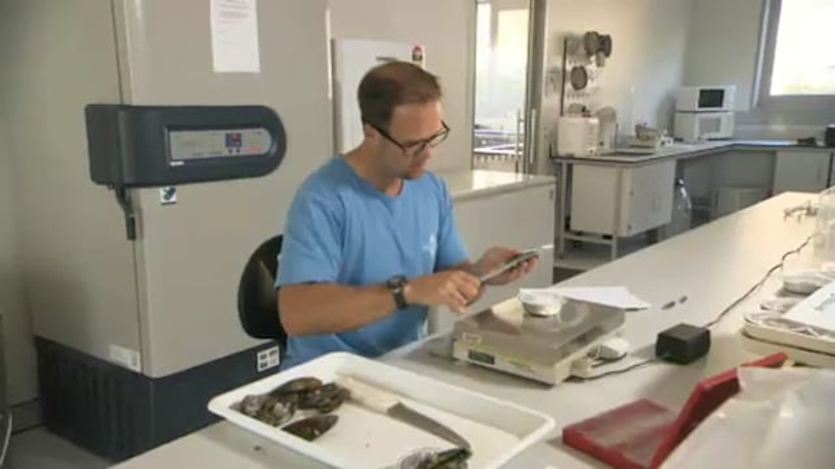 Collecting and analysing mussels — Science Learning Hub