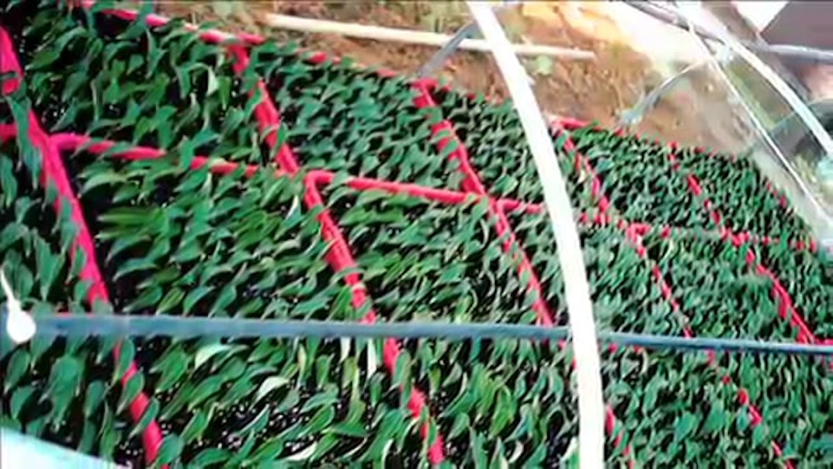 Propagating tea plants using cuttings