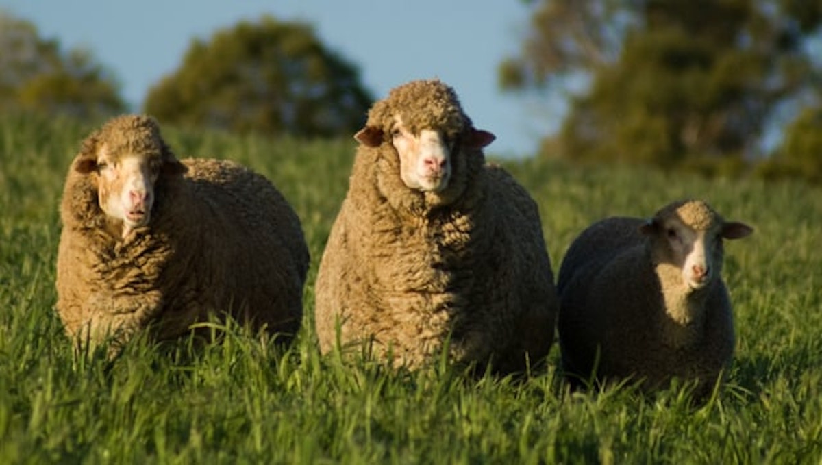 Wool differences between breeds — Science Learning Hub