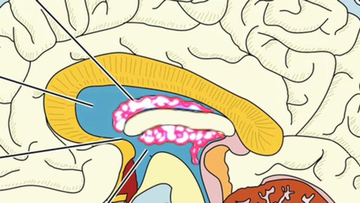 Other uses of pig cells — Science Learning Hub