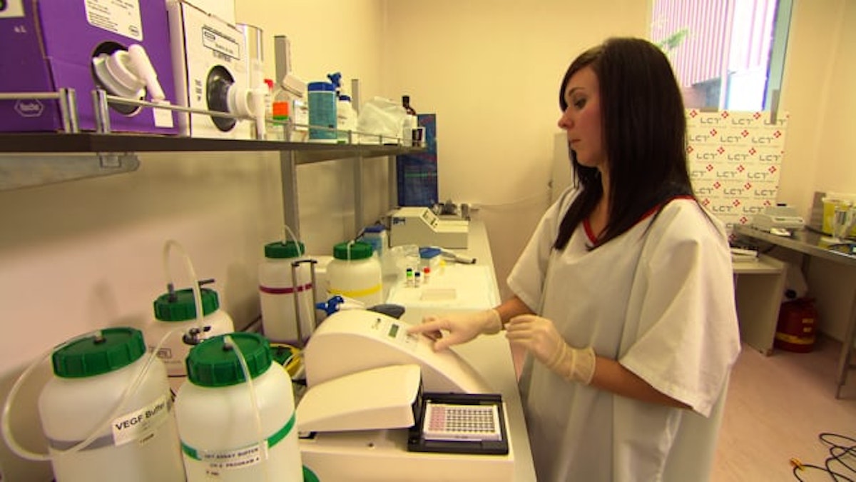 Testing for pig pathogens — Science Learning Hub