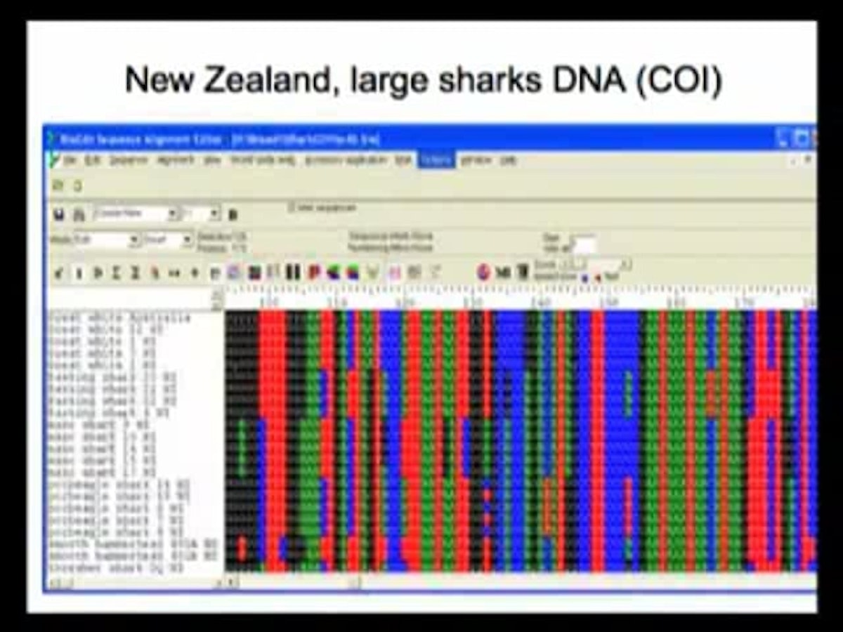 Sequencing shark DNA — Science Learning Hub