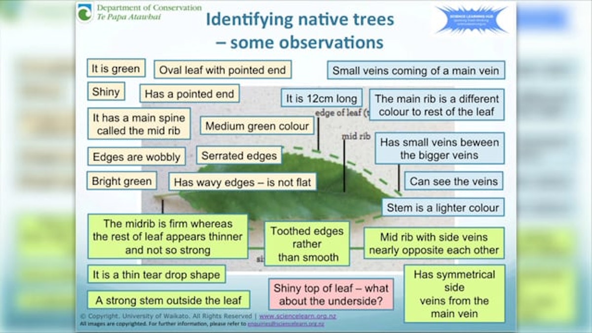 Our native trees — Science Learning Hub