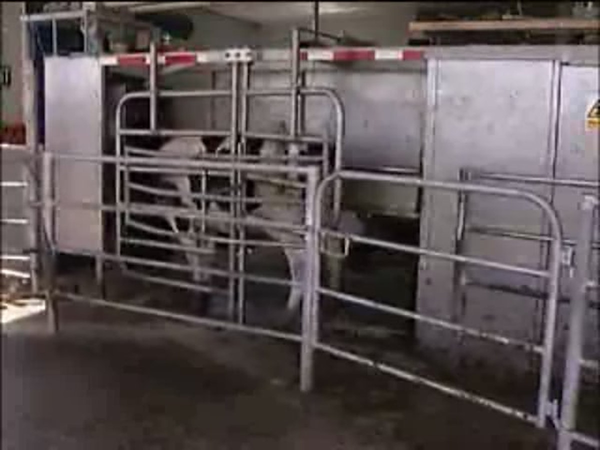 Automatic milking systems and the importance of farm management