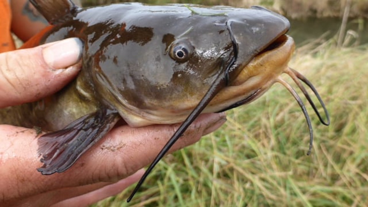 Pest animals — Science Learning Hub