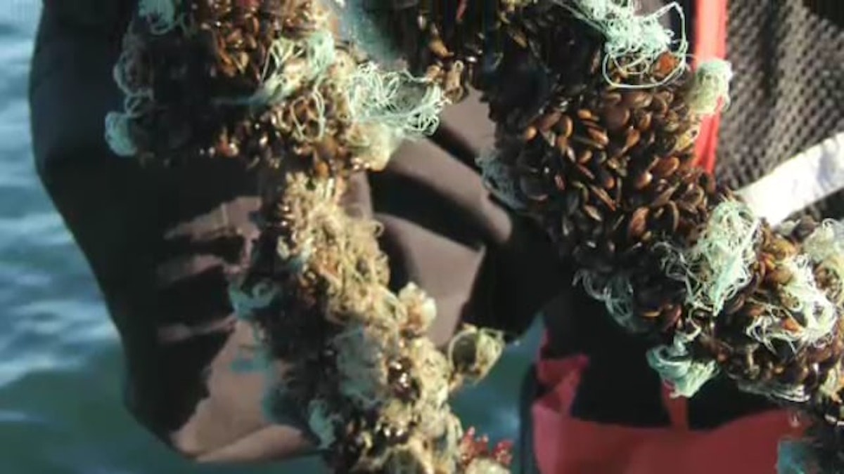 Growing spat on Christmas tree ropes — Science Learning Hub