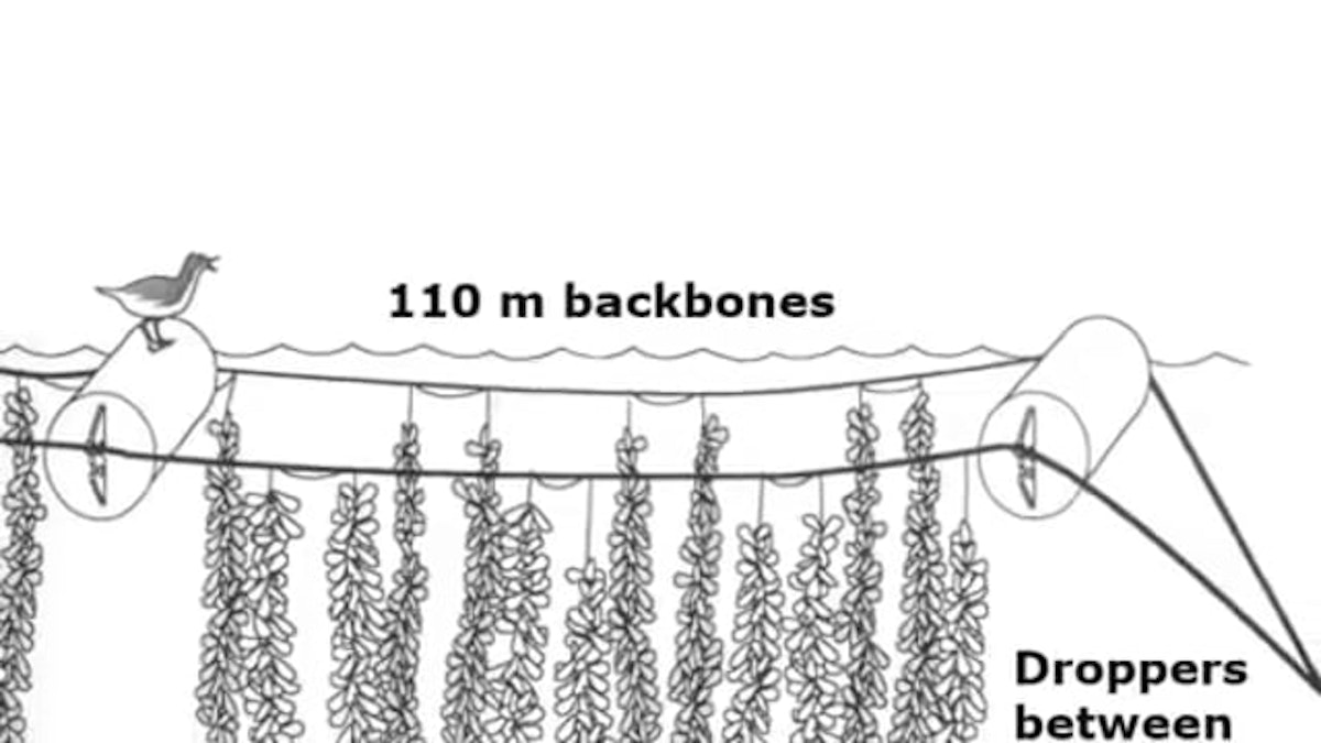Growing mussels on longlines — Science Learning Hub