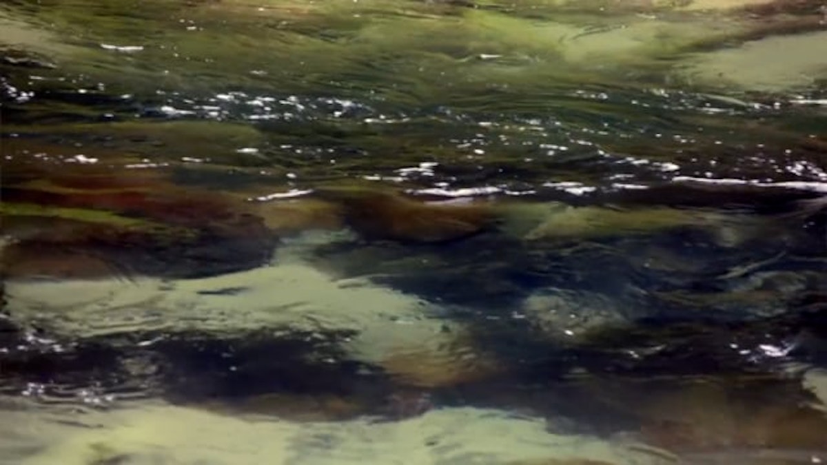 Healing repo — Science Learning Hub