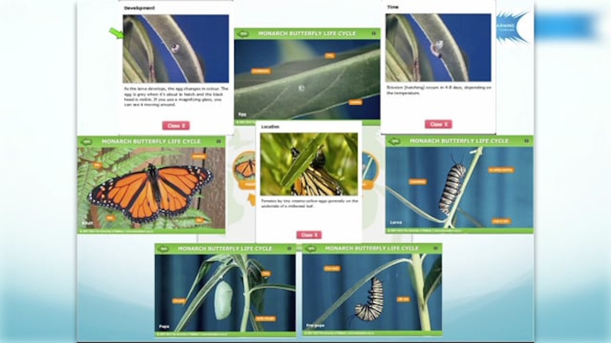 Teachers using the Hub – Butterflies and citizen science