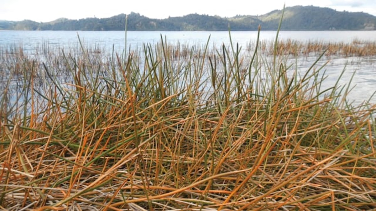 Repo plants — Science Learning Hub