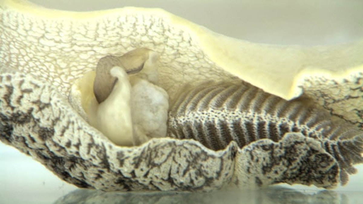 New Zealand’s toxic sea slug — Science Learning Hub