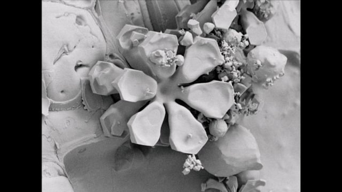 Why we use SEM — Science Learning Hub