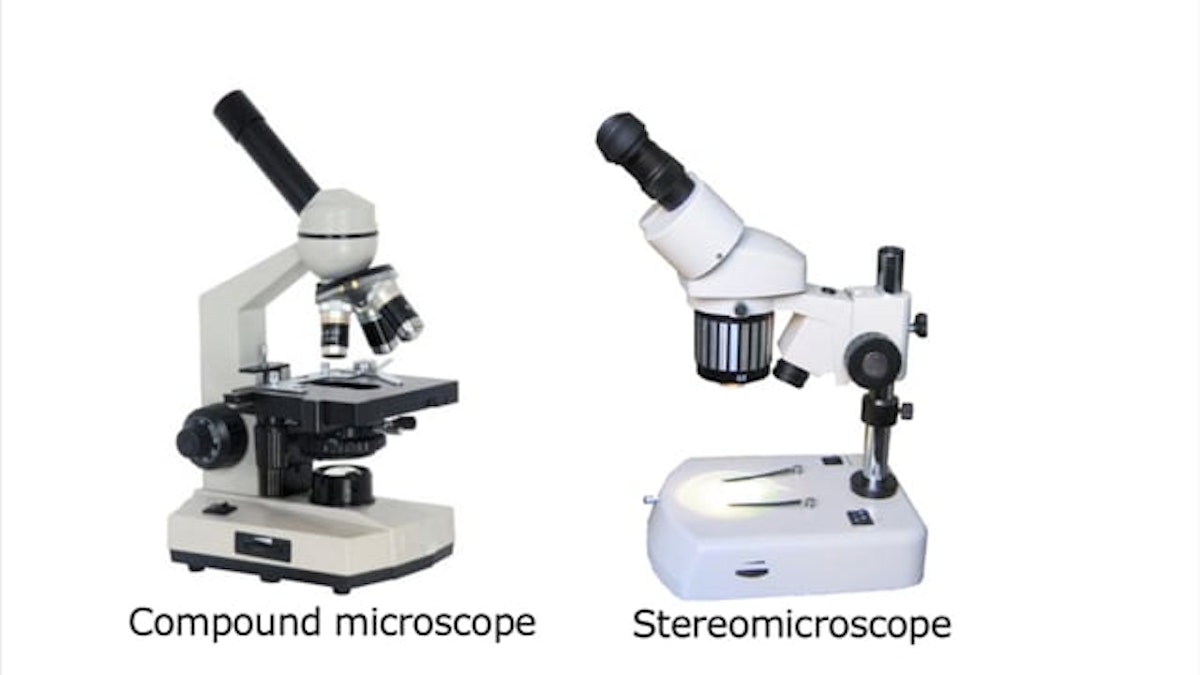 Compound microscope (light) — Science Learning Hub