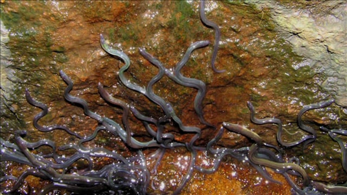 The life cycle of eels — Science Learning Hub