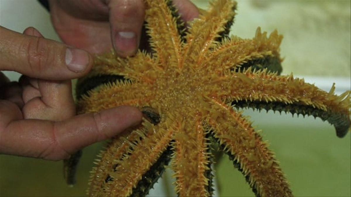 Sea star — Science Learning Hub