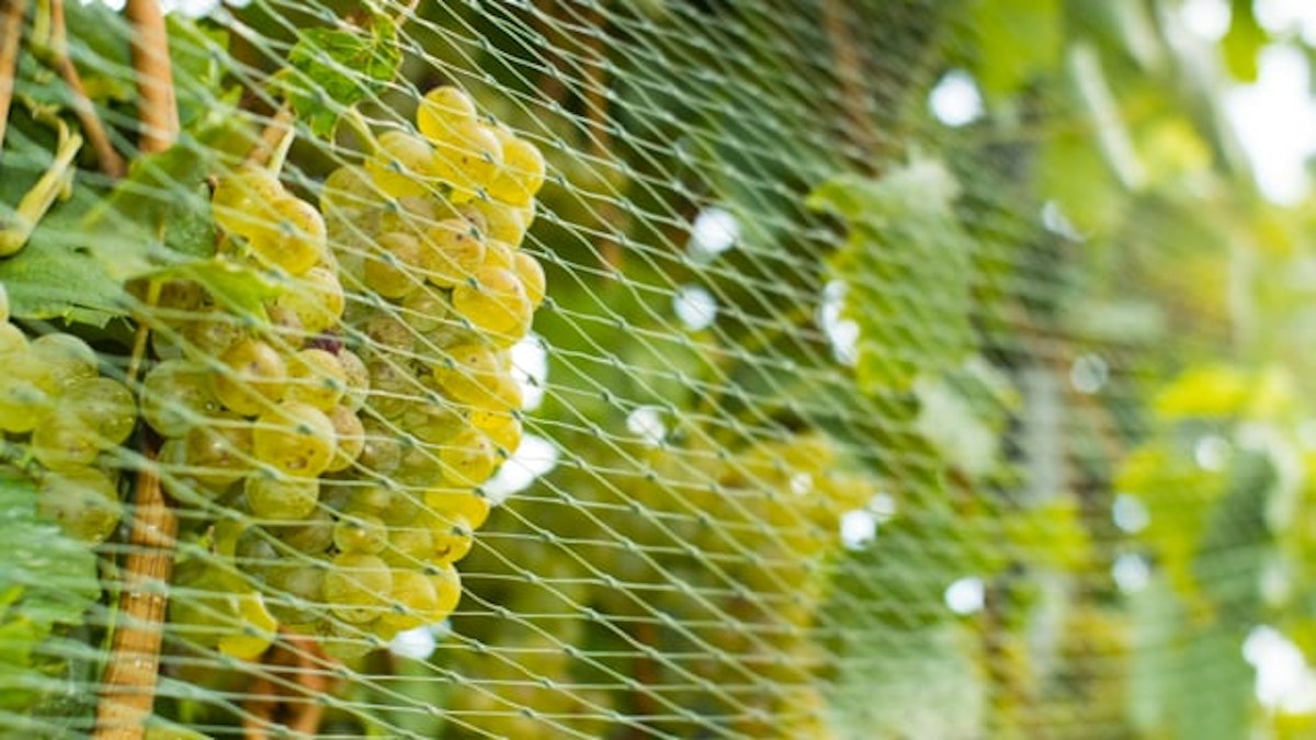 Net clips from grape skins — Science Learning Hub