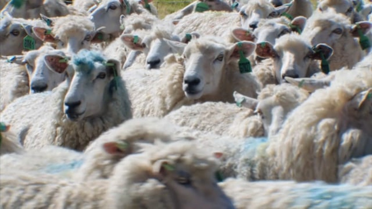 Low-methane sheep — Science Learning Hub