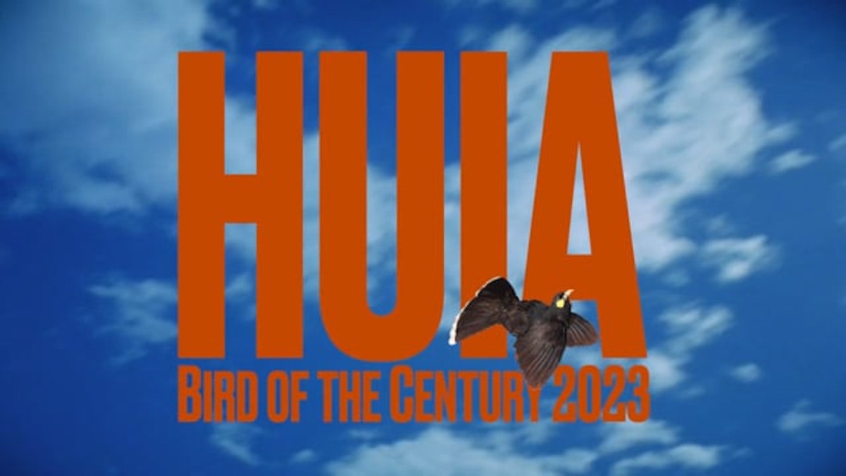 Huia – Bird of the Century — Science Learning Hub