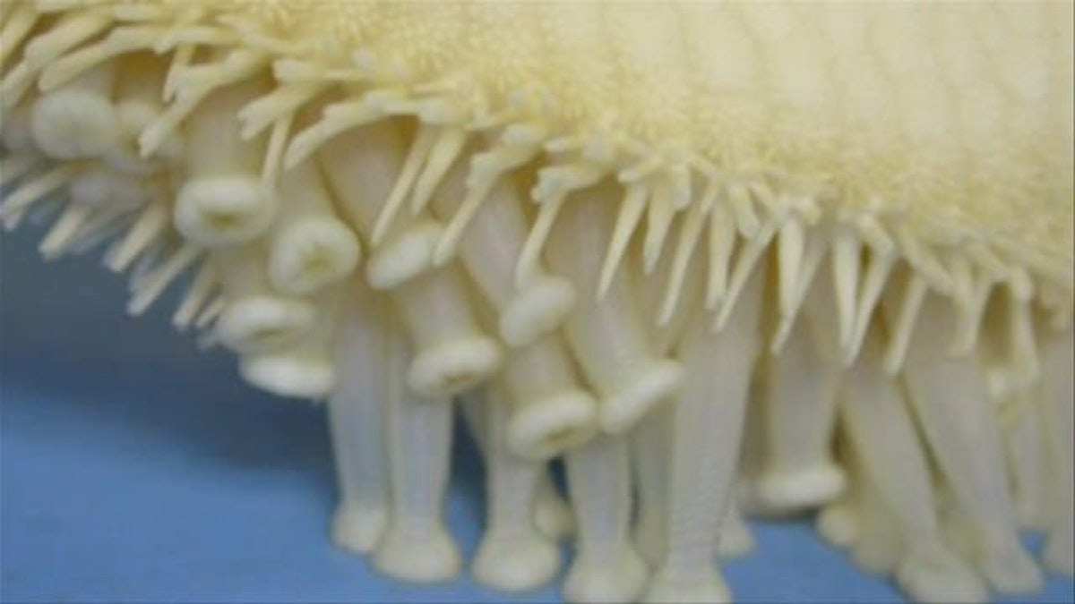 Tube feet — Science Learning Hub