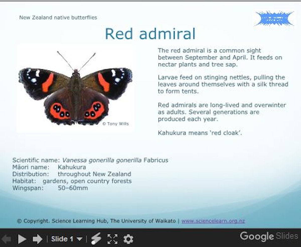 New Zealand native butterflies – slideshow