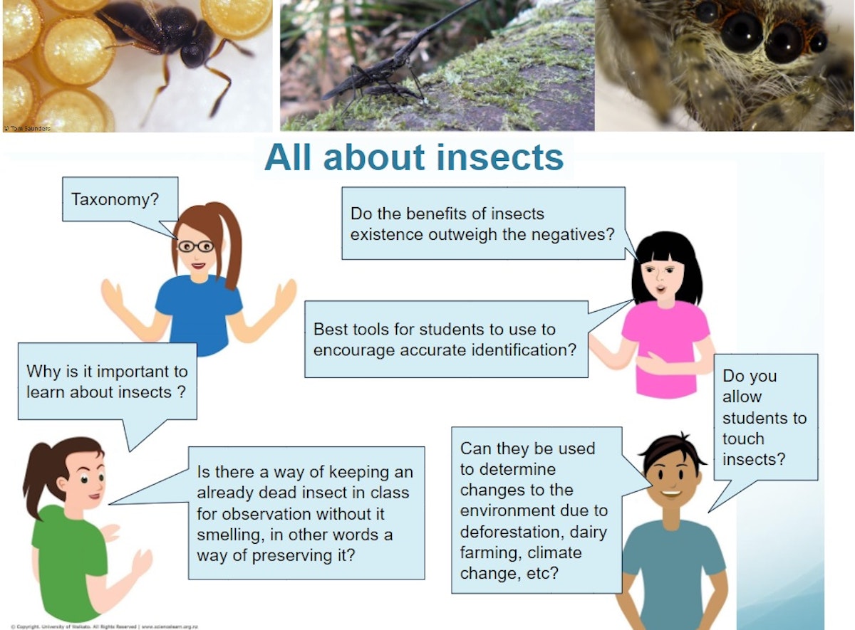 All about insects – slideshow — Science Learning Hub