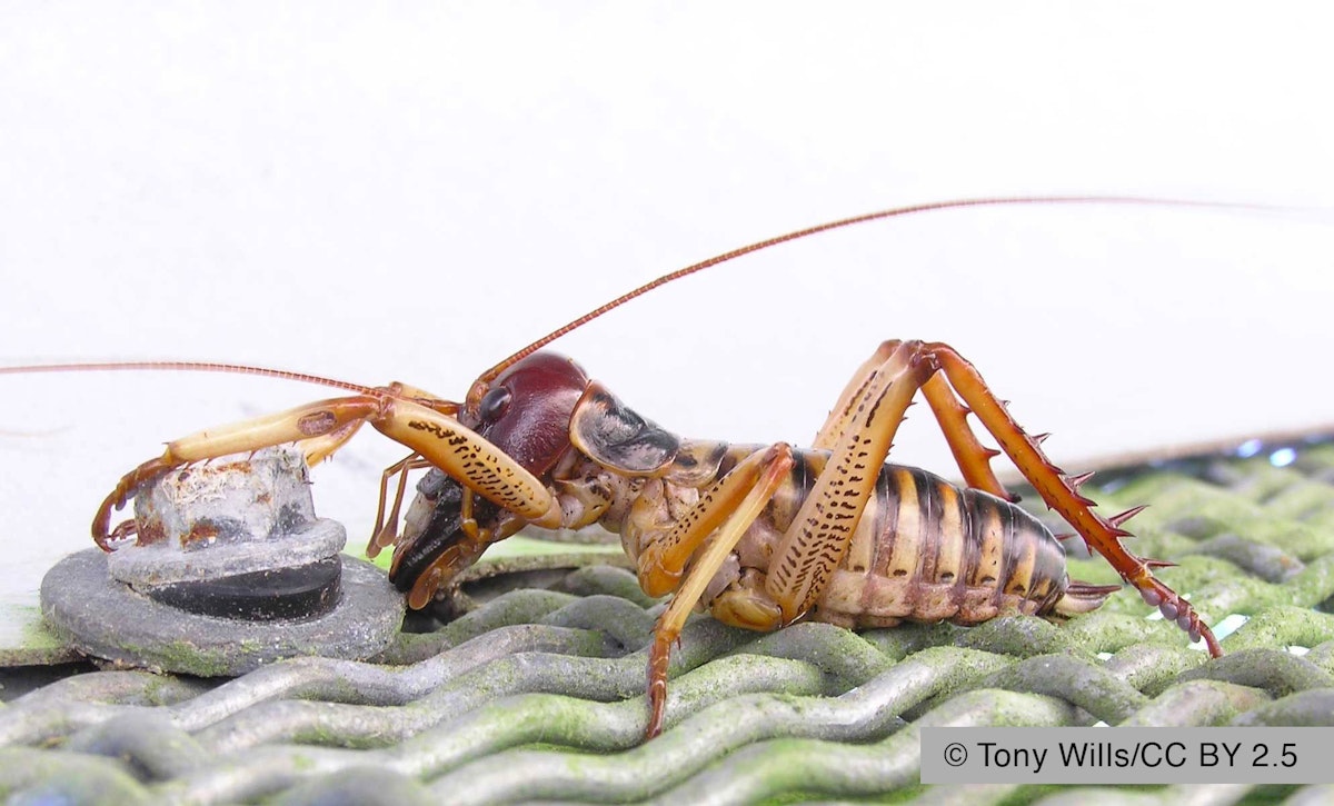 Label the wētā — Science Learning Hub