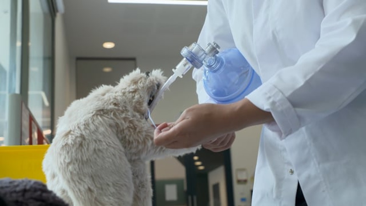 Animal ethics in action — Science Learning Hub