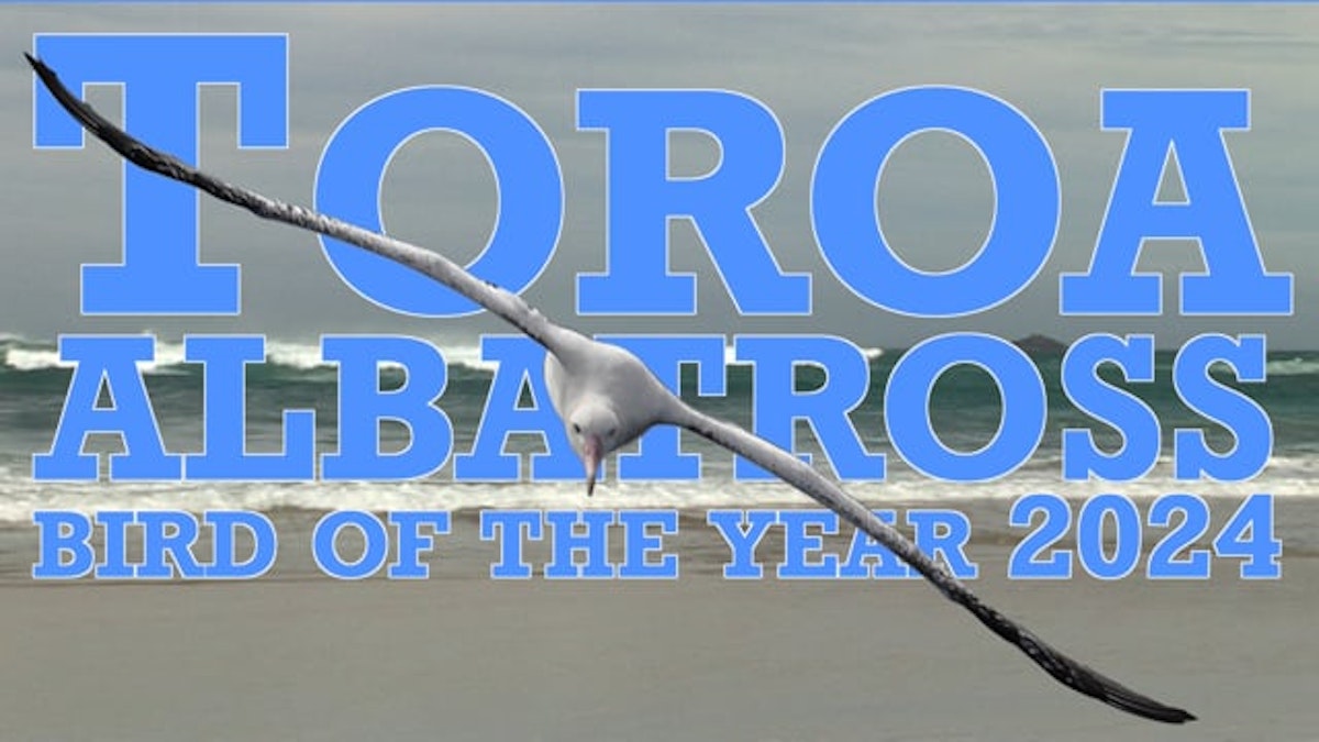 Toroa – a majestic bird of the skies — Science Learning Hub