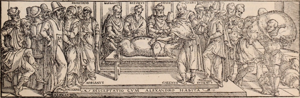 Galen dissecting a pig — Science Learning Hub