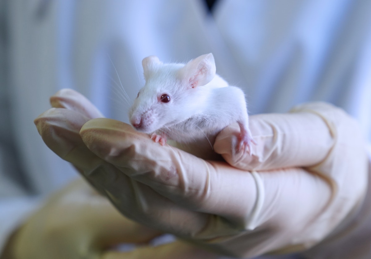 Lab mouse — Science Learning Hub