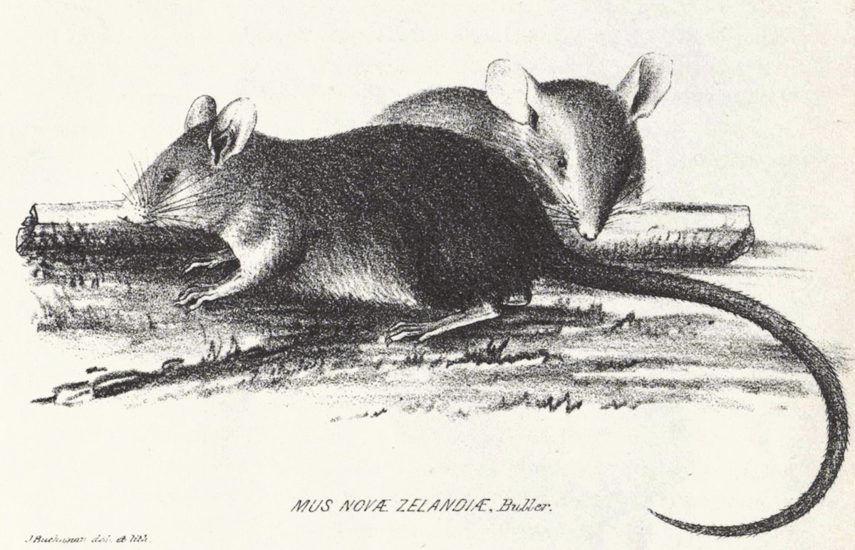 Walter Buller’s sketch of the Pacific rat (Rattus exulans)