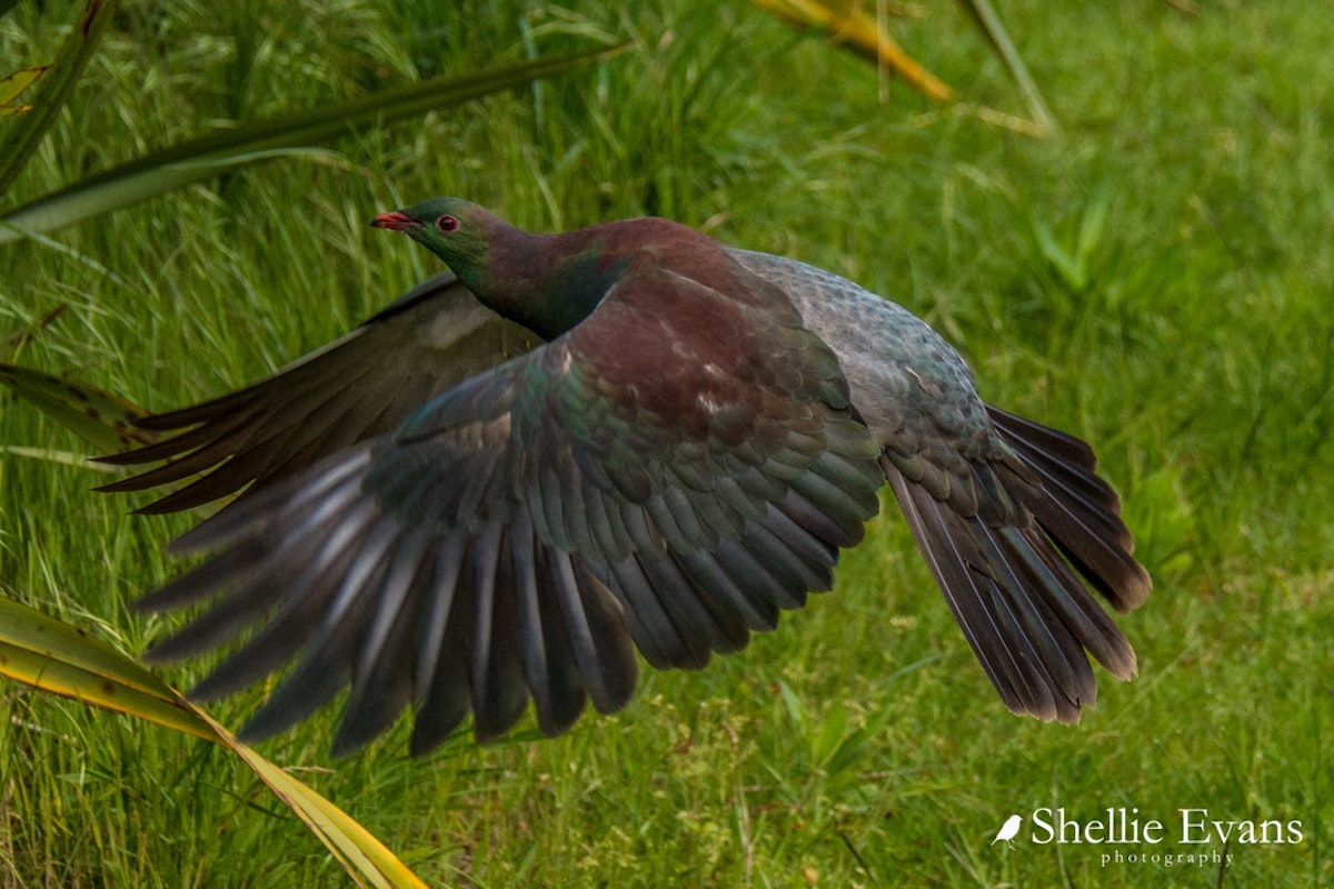 Ngā manu a Tānemahuta — Science Learning Hub