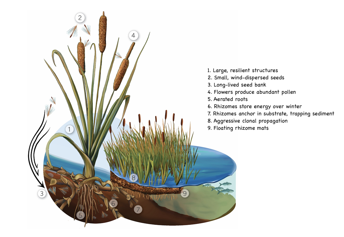 Raupō adaptations — Science Learning Hub
