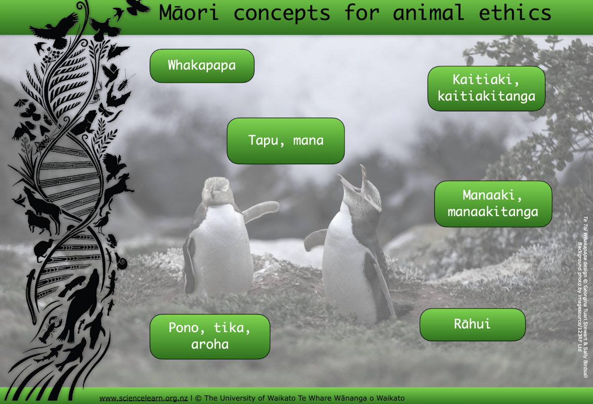 Māori concepts for animal ethics — Science Learning Hub