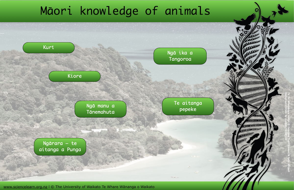 Māori knowledge of animals — Science Learning Hub