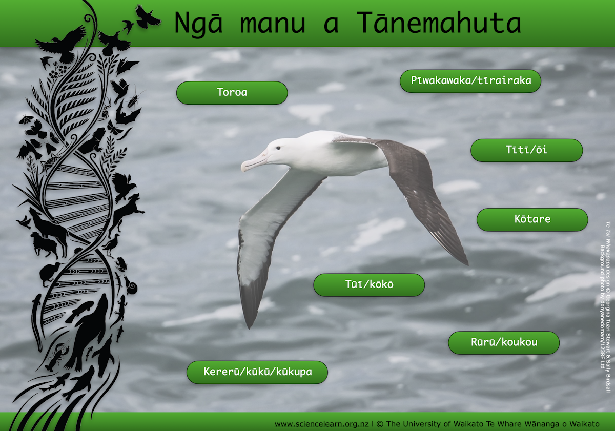 Ngā manu a Tānemahuta — Science Learning Hub