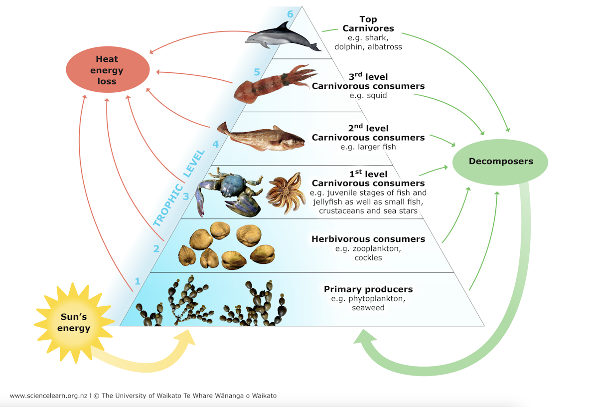 Marine trophic pyramid — Science Learning Hub