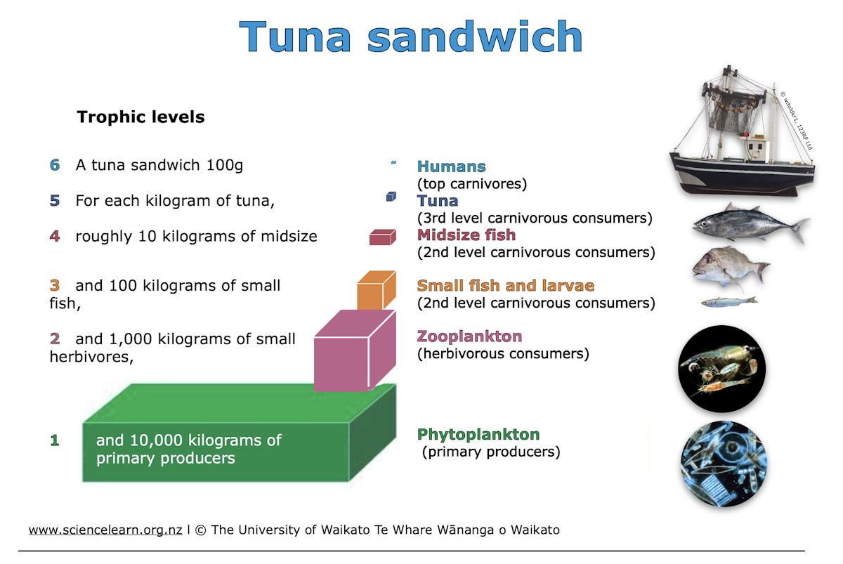 Tuna sandwich — Science Learning Hub