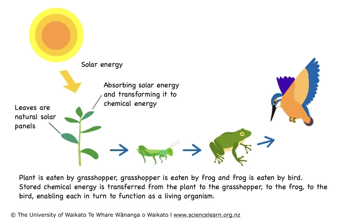 A food (energy) chain — Science Learning Hub